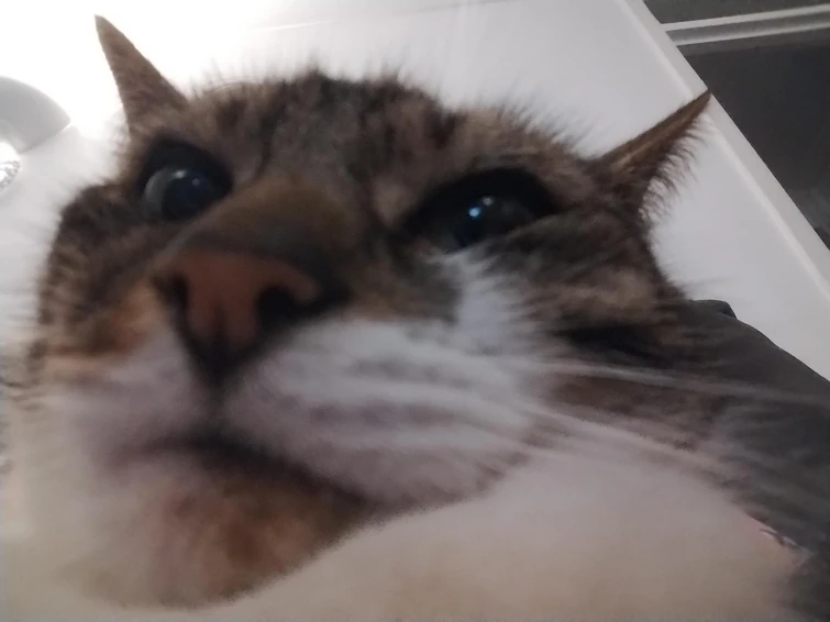 Trading for fabráashé! | Fandom