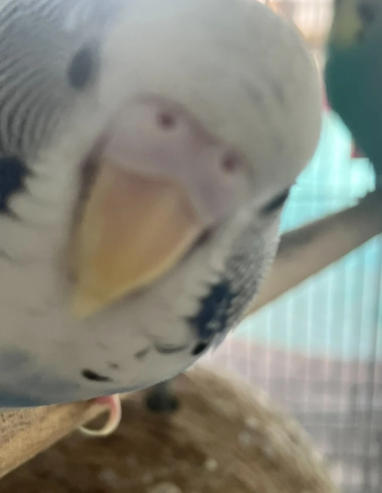 My birb | Fandom