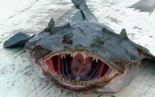 EVIL GIGGLE FISH 😭😭 | Fandom