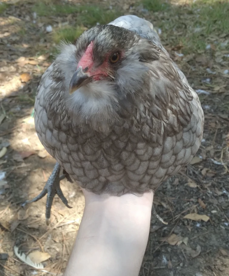 Amur & Dexter lore and Amur official Reference made! | Fandom