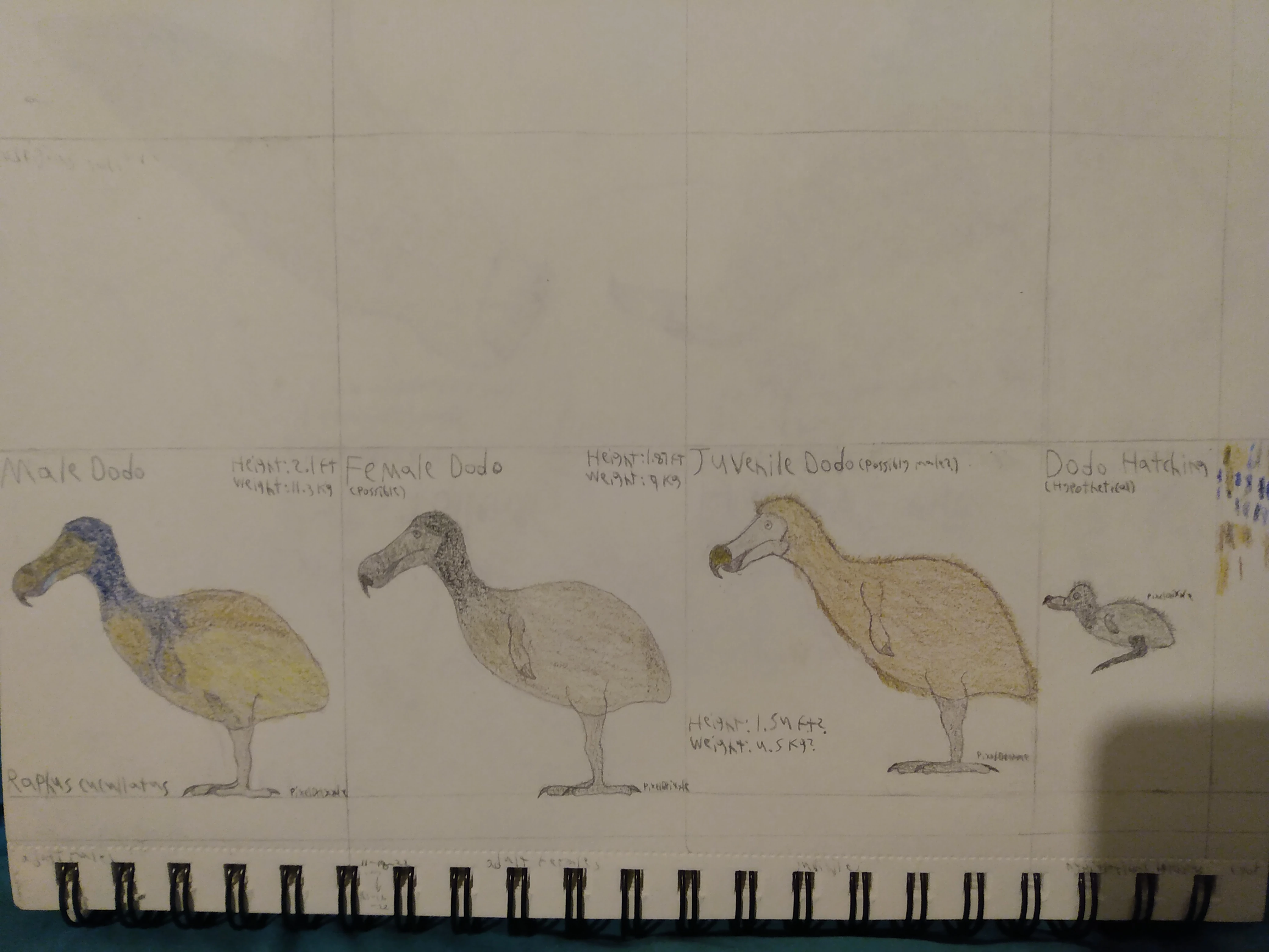 Dodo growth stages | Fandom