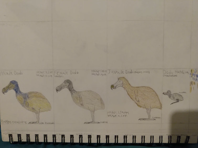 Dodo growth stages | Fandom