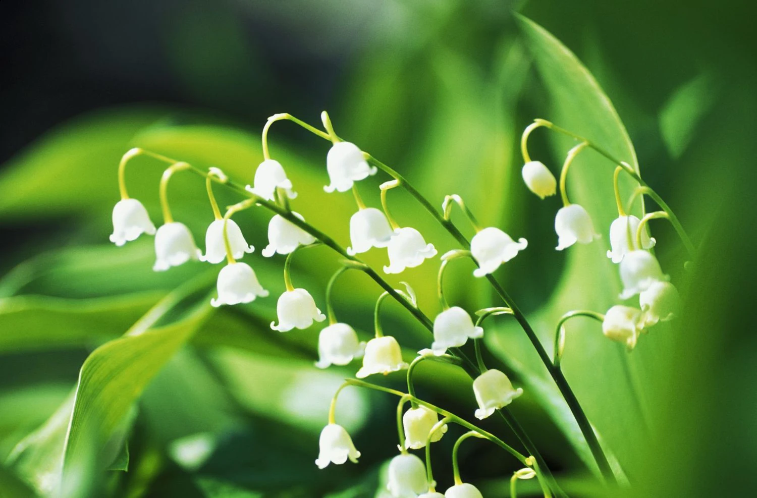 IM SO EXCITED FOR LILY OF THE VALLEY | Fandom