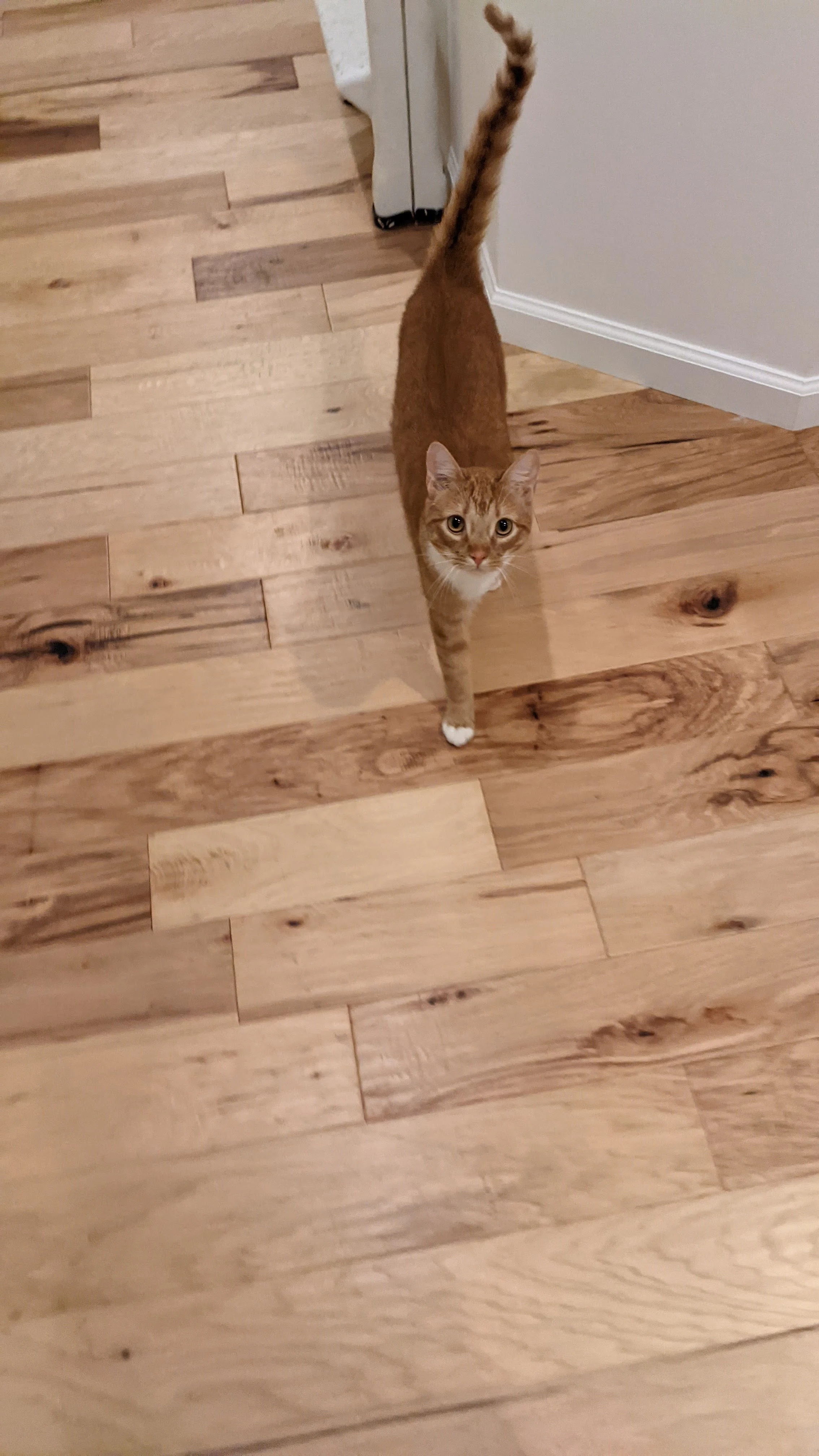 this mah cat! | Fandom