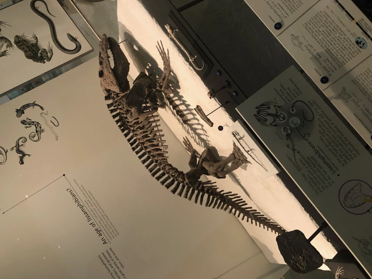 I went to the American Museum Of Natural History in New York today ...