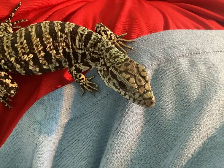 Which monster does my Tegu represent? | Fandom