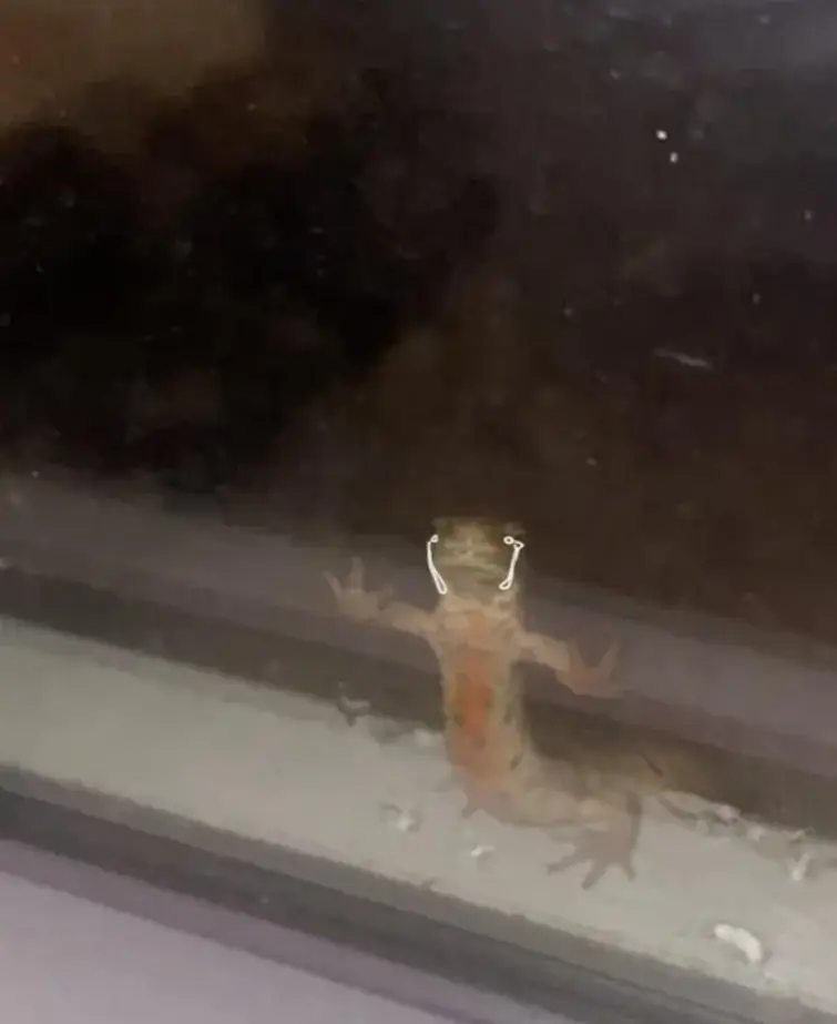 GO TO SLEEP!!!!!!!!! CROAK CROAK CROAK ROORGH ROORGH ROORGH RIBBIT ...