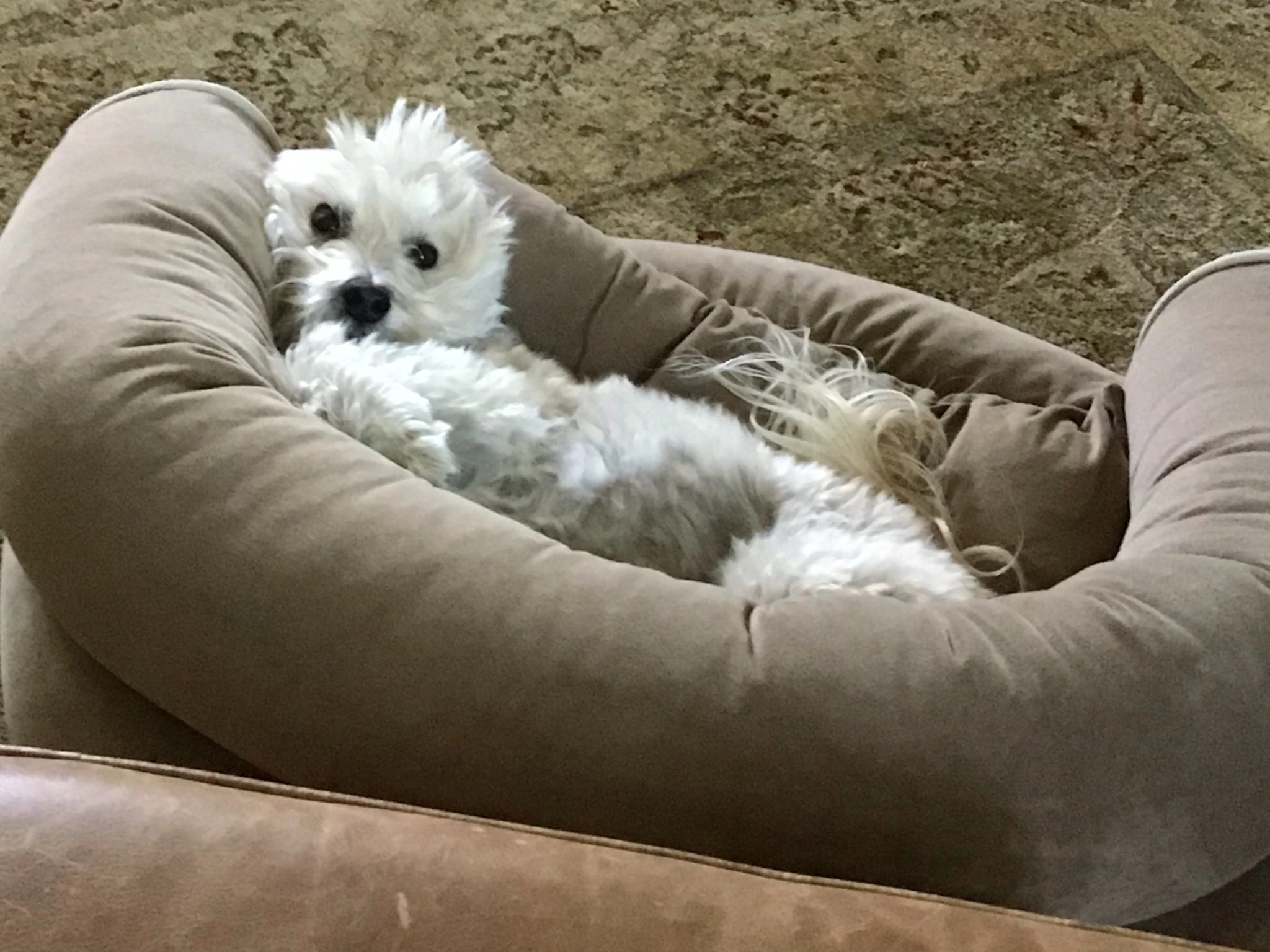 This is Snoog. Have a great day | Fandom