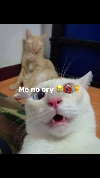 me no study | Fandom