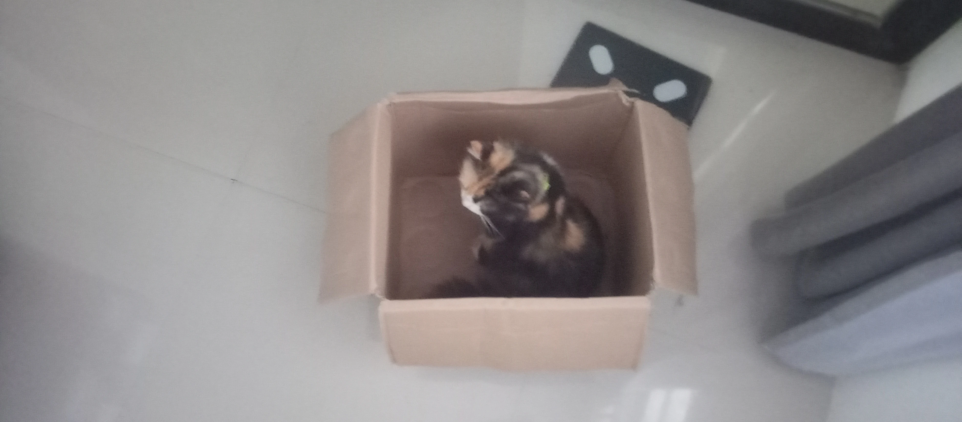 Cat in the box | Fandom