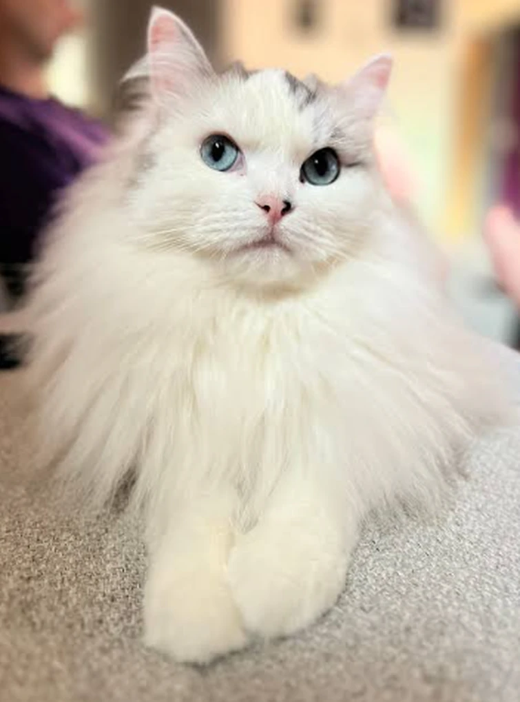 FORGET RAGATHA AND GET... | Fandom