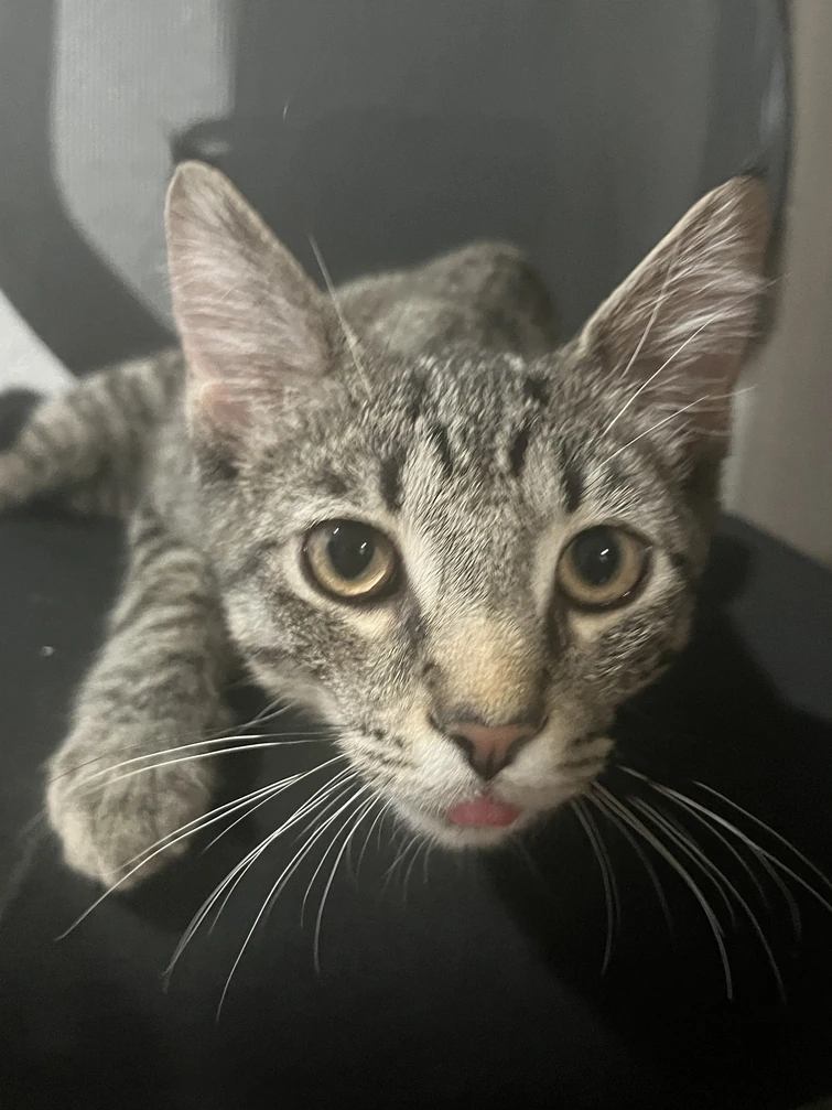 hi hello hey | Fandom