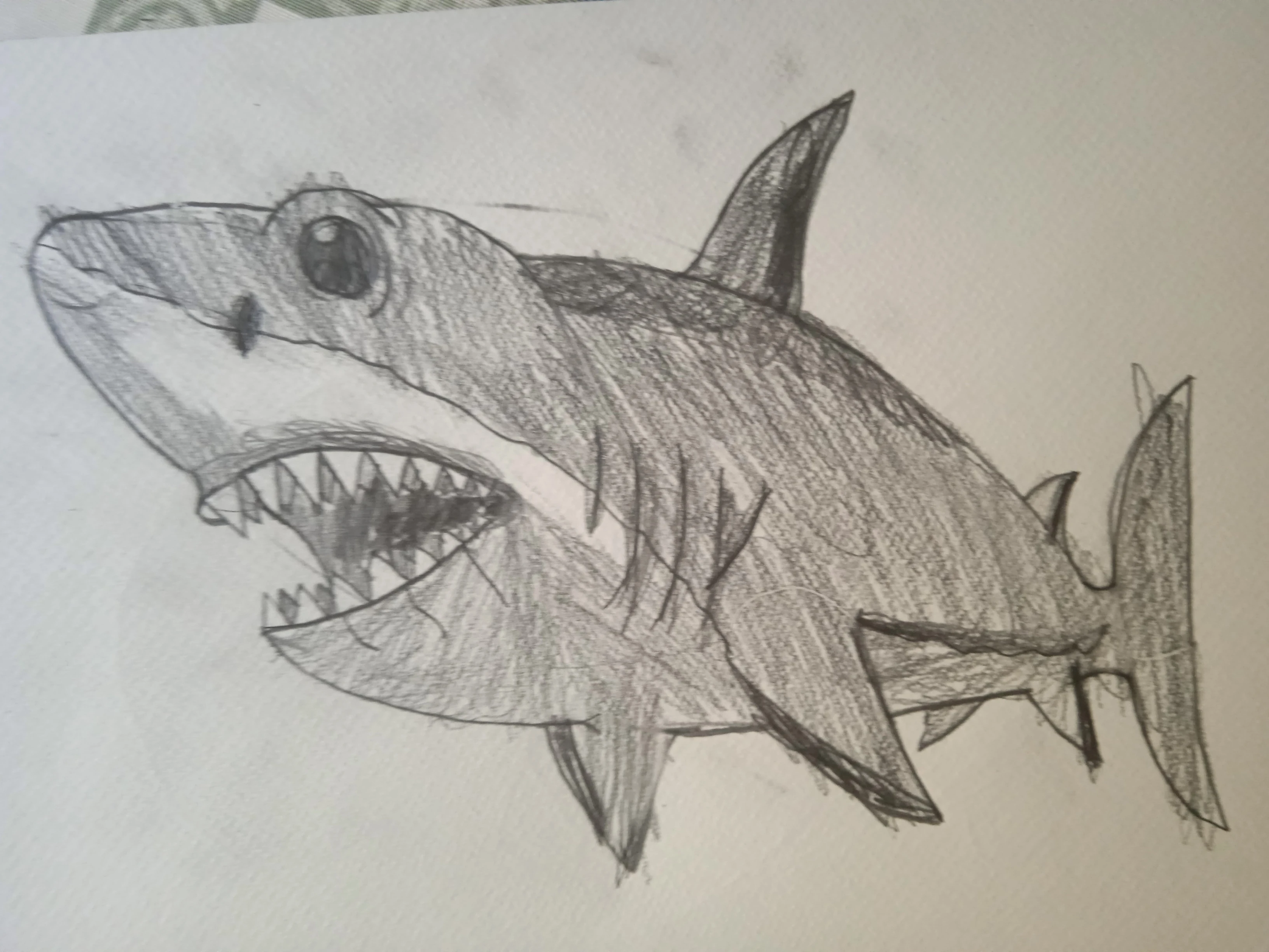 My sketch of a Megalodon Shark | Fandom
