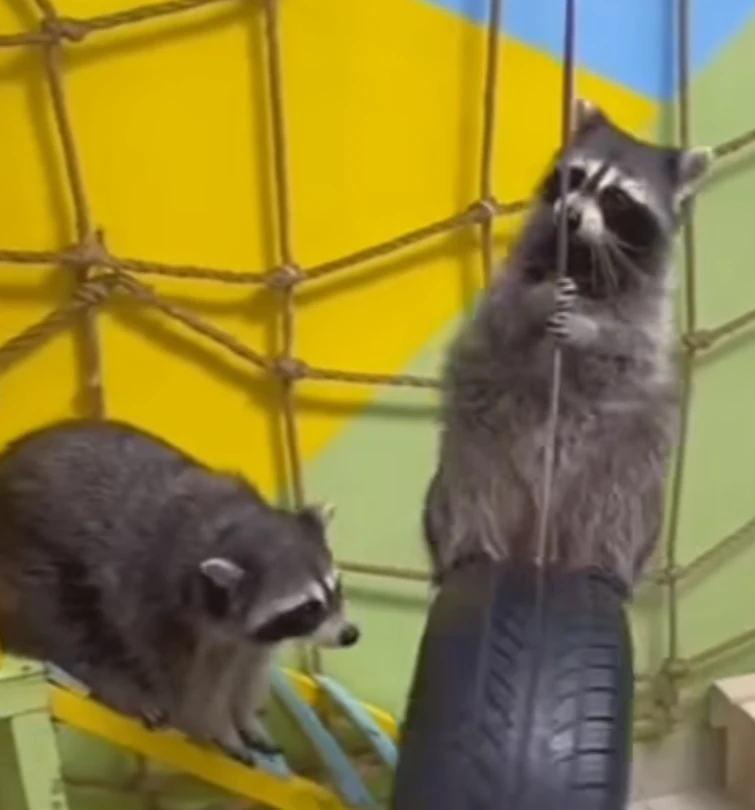 Hhhhhhh silly raccoons | Fandom