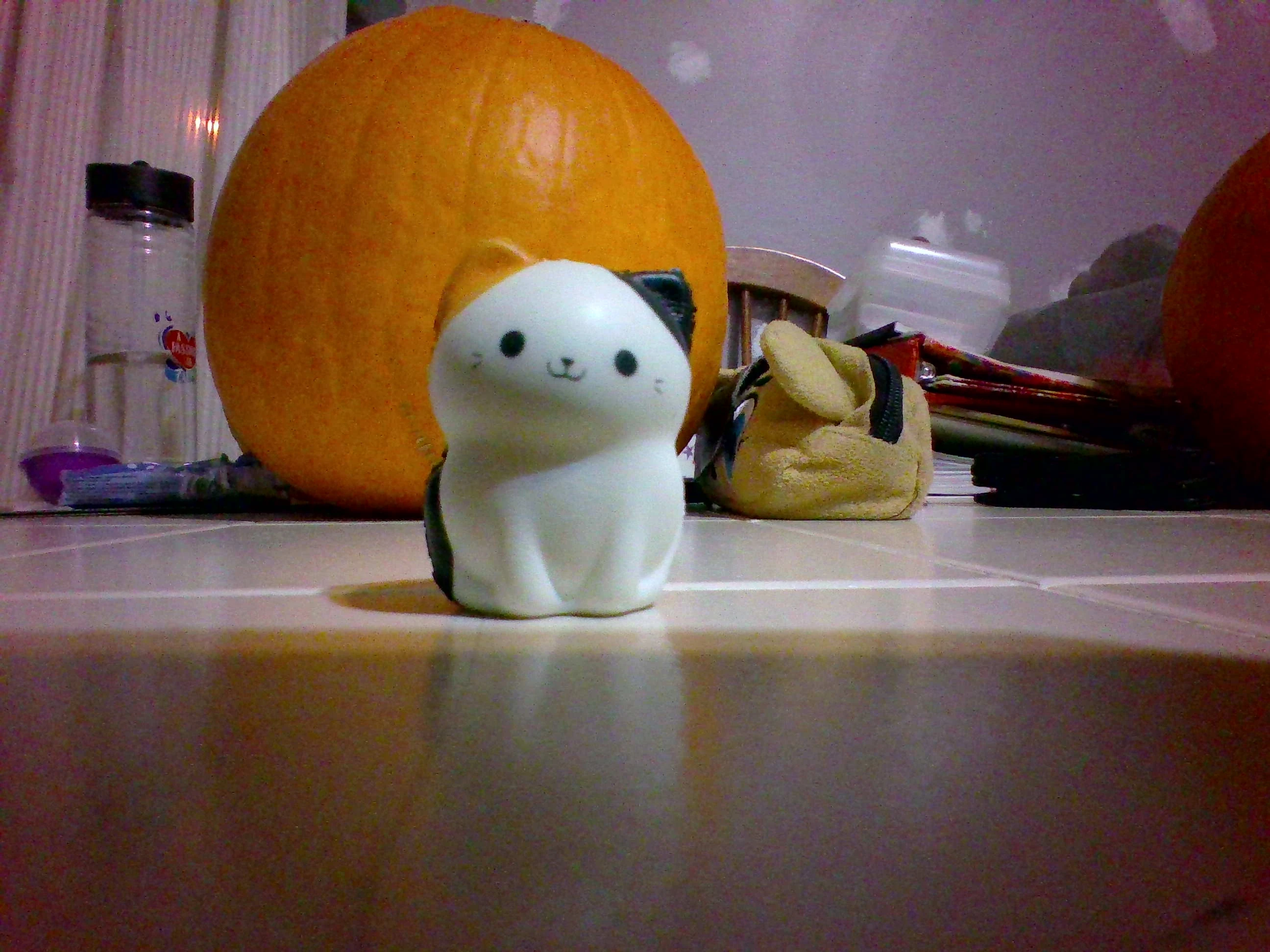 hey guys I want you to see my cat sushi (Shes a scushy | Fandom