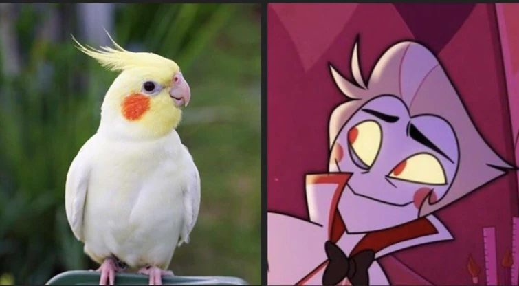 Do You believe that Lucifer design was inspired by a cockatiel bird ...