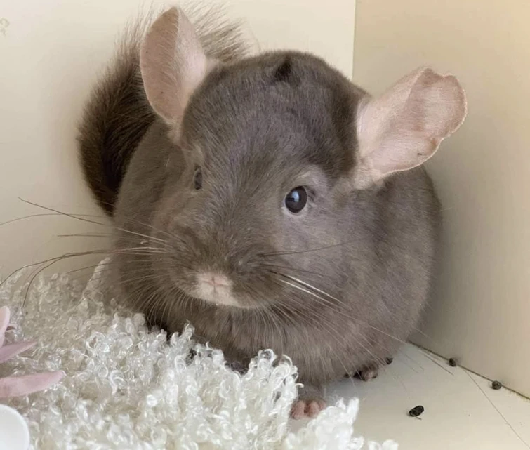 What are some IRL animals you'd want AM to add? | Fandom