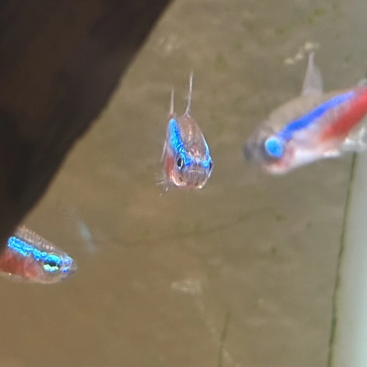 Us if we were fish | Fandom