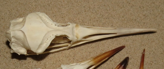 just me or do the weird bone spike things look like bird skulls? | Fandom