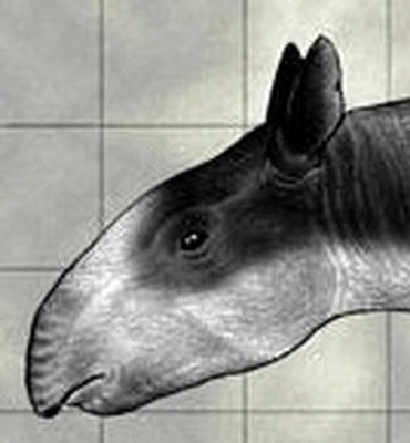 Discuss Everything About Dinopedia | Fandom