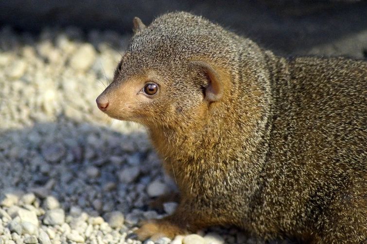 mongoose | Fandom
