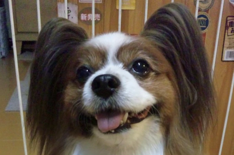 Images of Papillon (Komugi's dog breed) by Japanese Precure fans ...