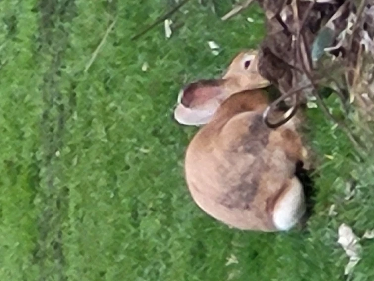 eyebleach needed /nf | Fandom