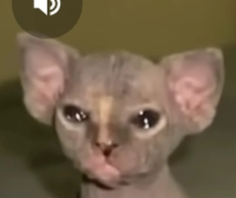 BRING BACK PRESSURE THE FPE FANON AU | Fandom