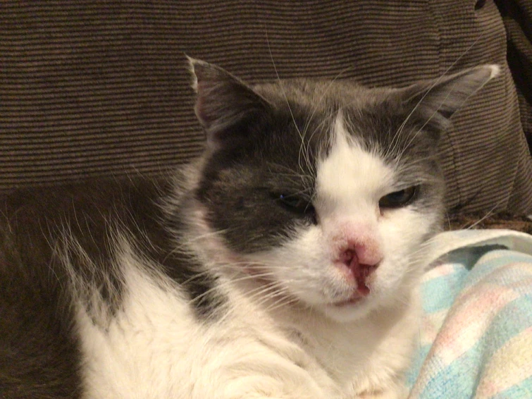 pov i cant play cos bcus my cat is slaying on my mousepad and is ...