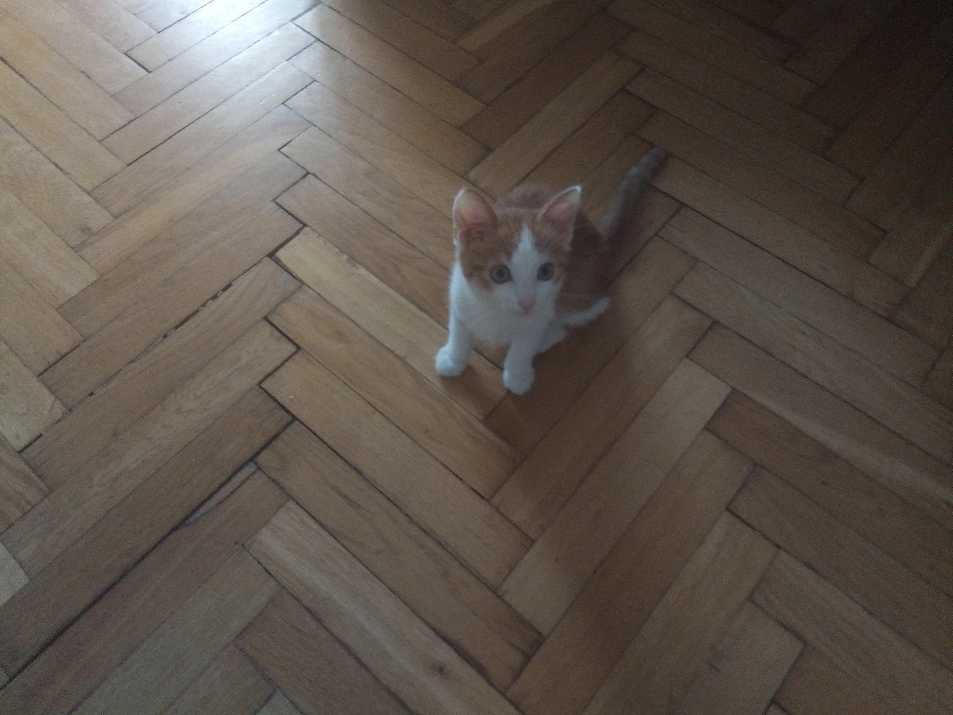 It won't stop bleeding | Fandom