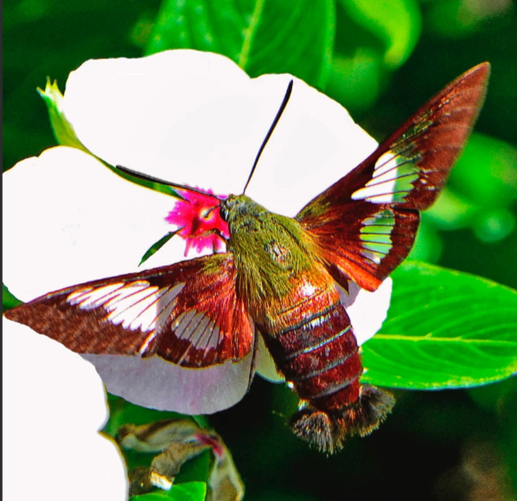 THESE THINGS EXIST-??? (Hummingbird moths) | Fandom