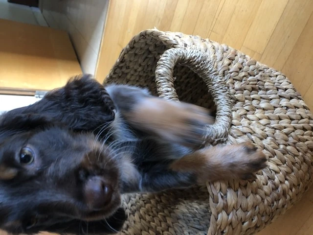 Daily Dog Image 1 LOL | Fandom