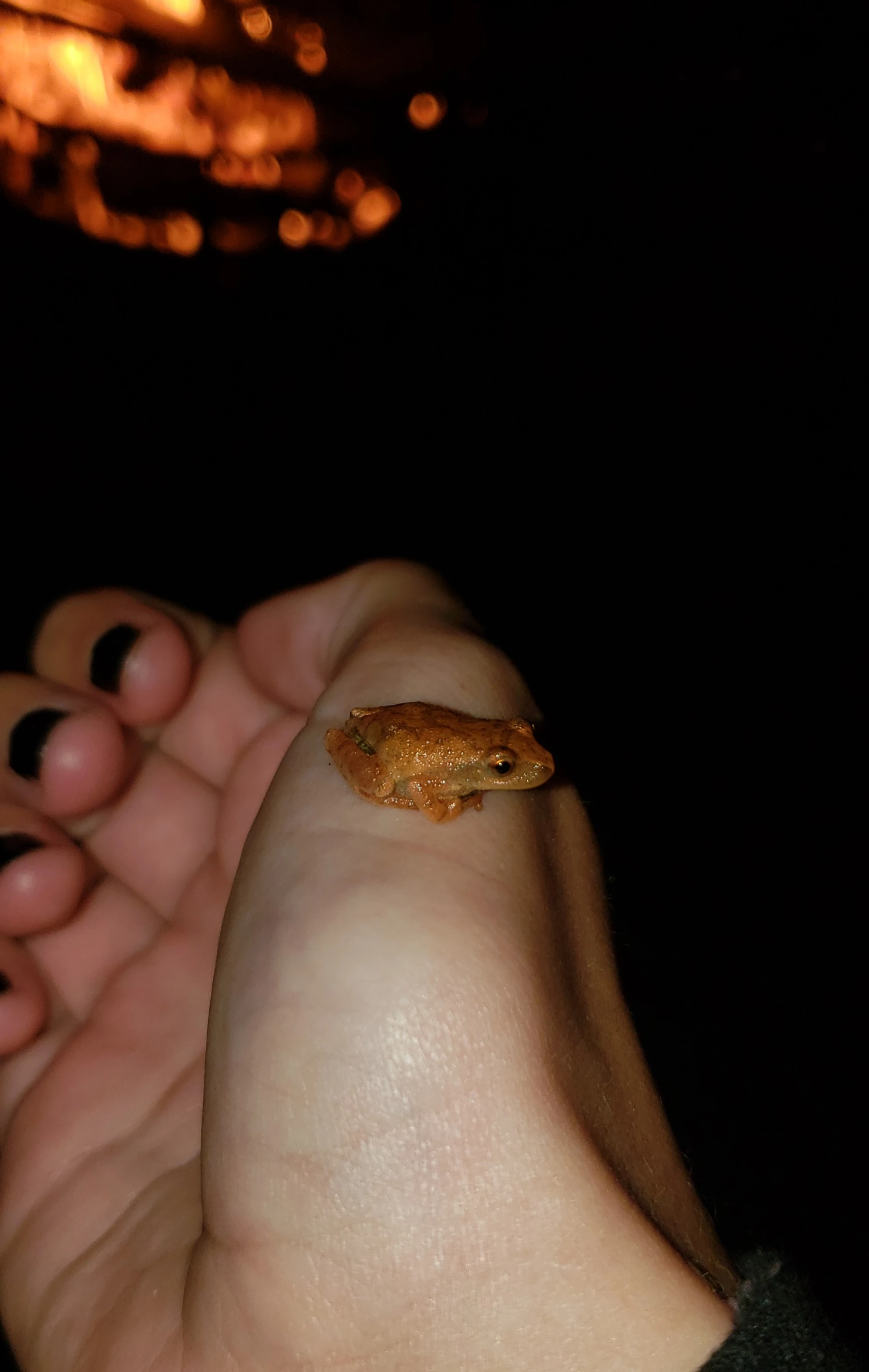 Tiny frog | Fandom
