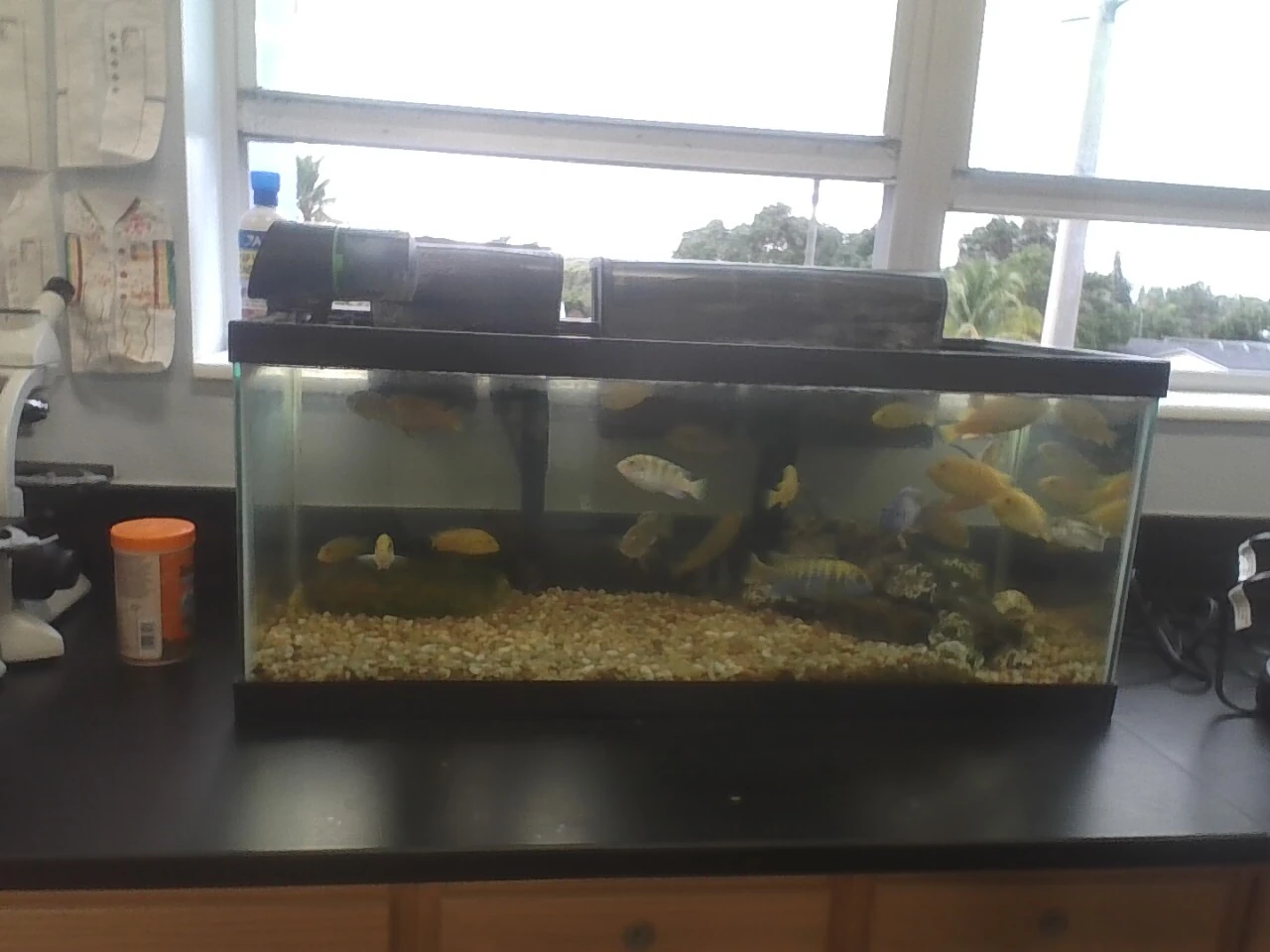 THE FEESH EVER !!! | Fandom