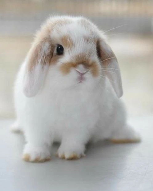 Random bunny photos (Inspired by Boreal warden) | Fandom