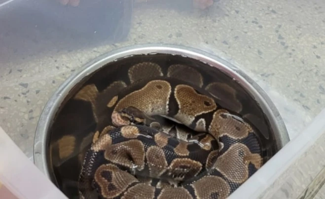 Snake posting | Fandom