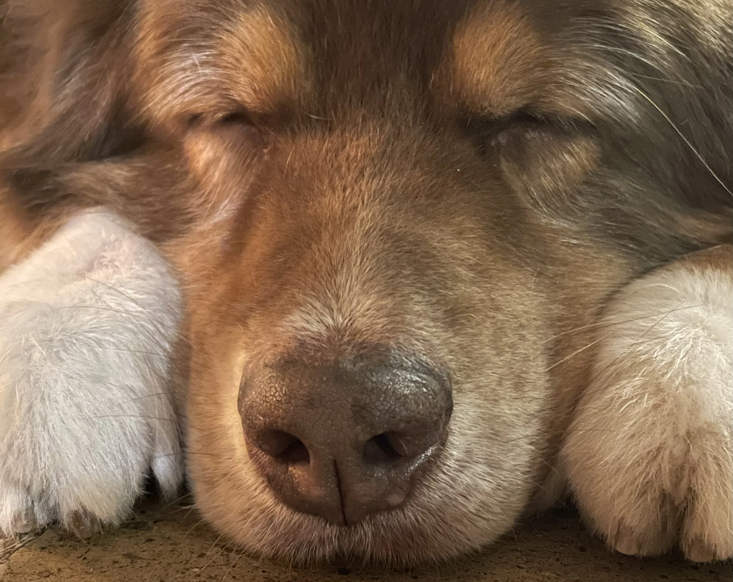 SELLING A SHIMMER MUT! | Fandom