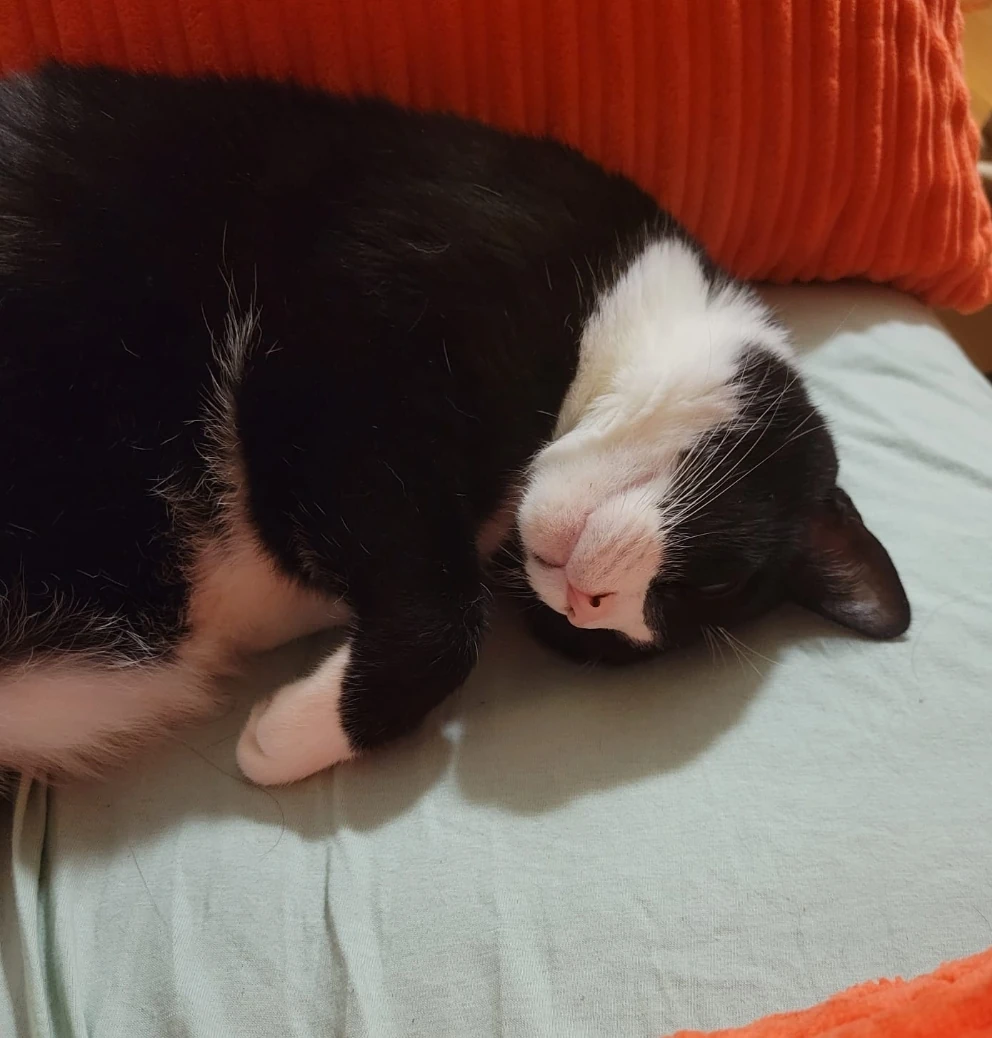 MY CAT | Fandom