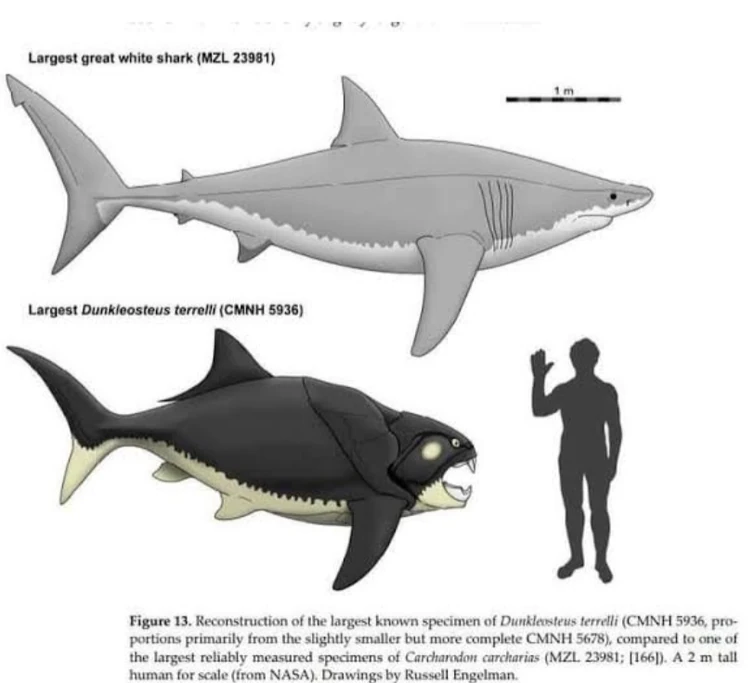 Meme about Dunkle’s downsize | Fandom