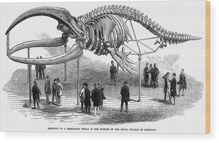 Manda in monsterverse?! | Fandom