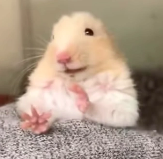 i need a derpy hamster creature | Fandom