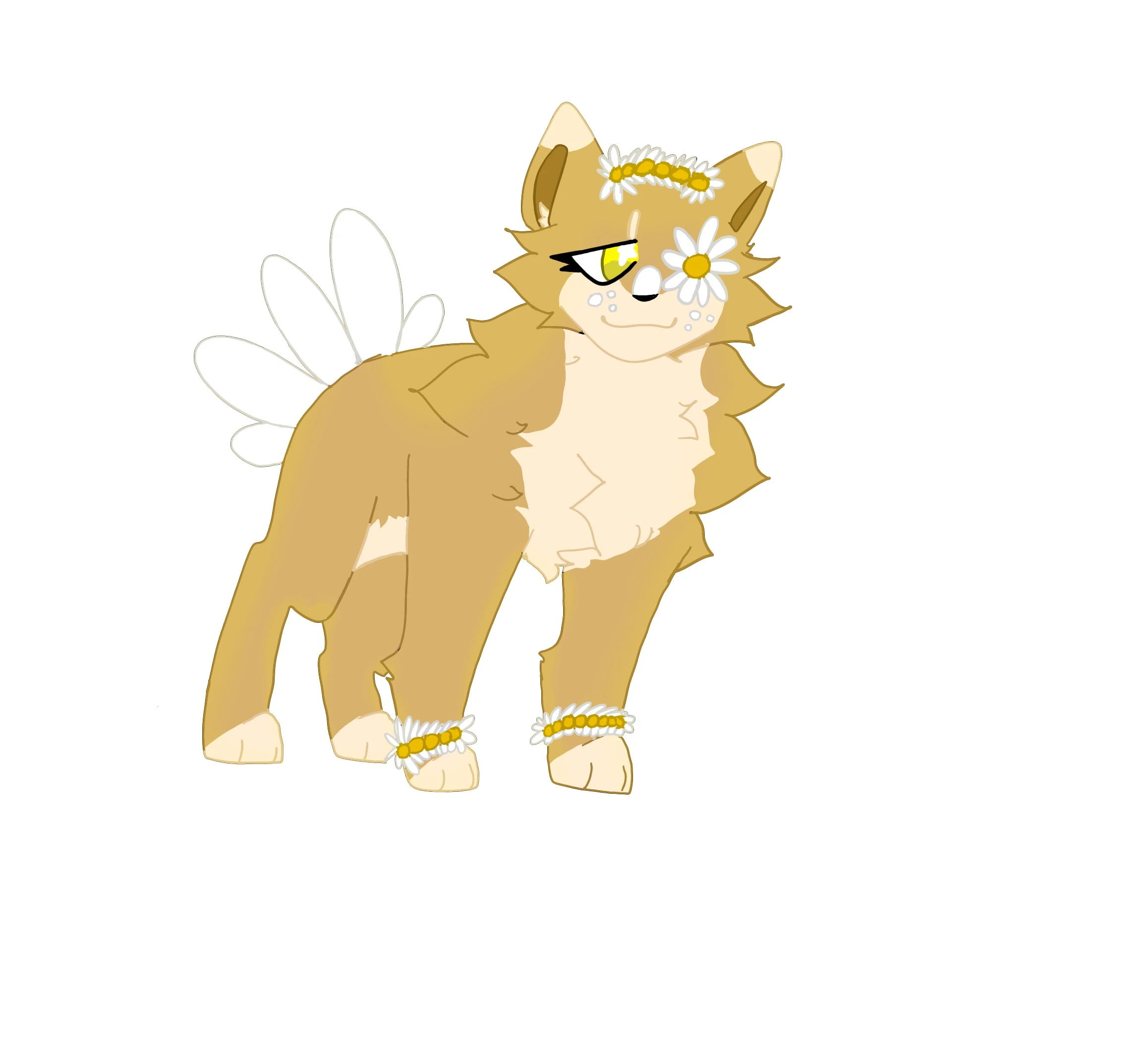 Daisy kitty :D | Fandom