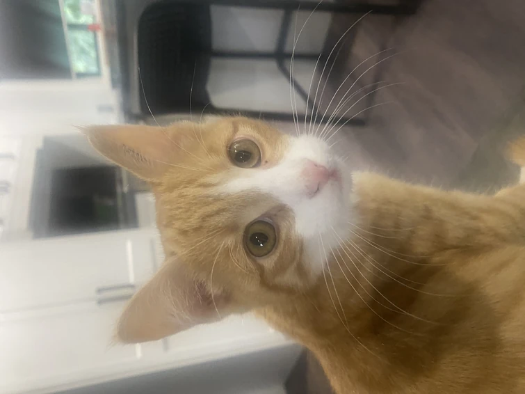 akito shinonome | Fandom