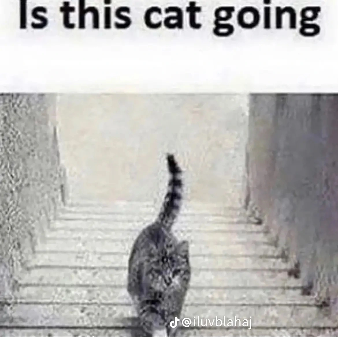 Is the cat going⁉️⁉️⁉️ | Fandom