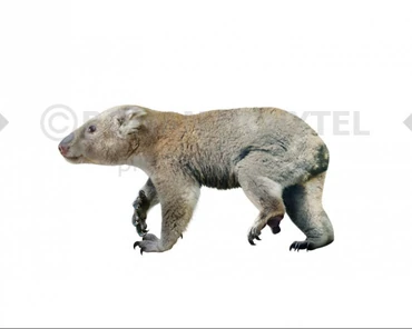 Discuss Everything About Prehistoria Fandom | Fandom