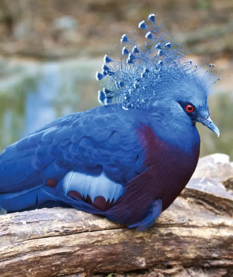 Victoria Crowned Pigeon | Fandom