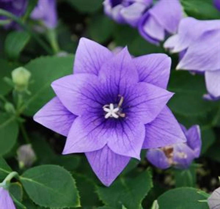 Should I make the Dandy counterpart, in an AU I'm making, a balloon ...