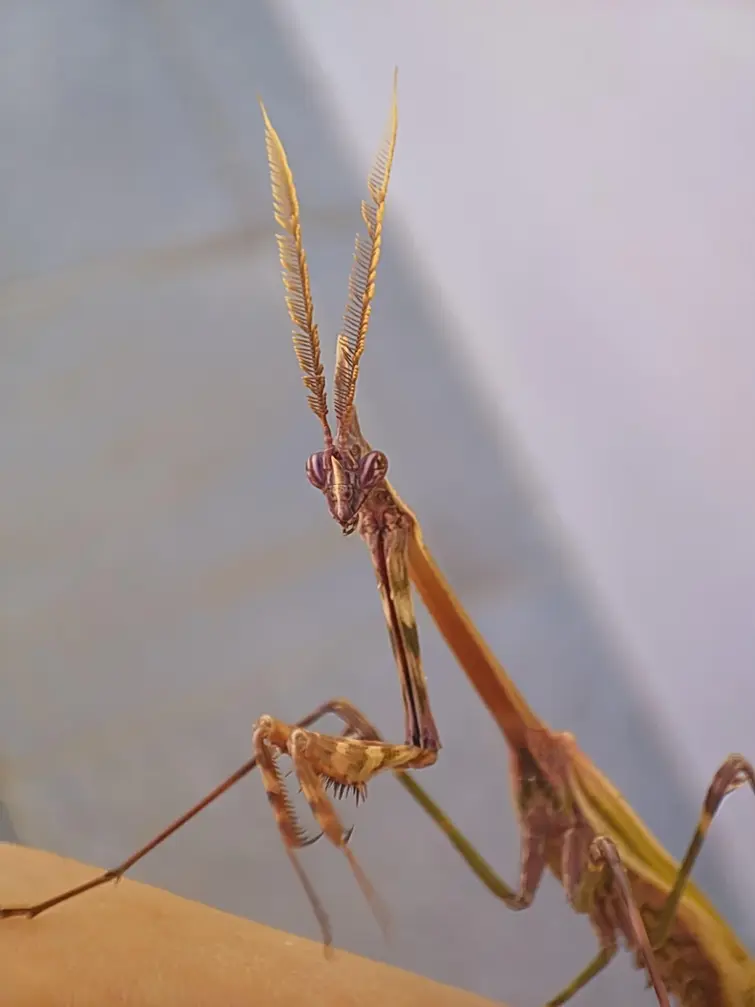 cool-ass mantis | Fandom