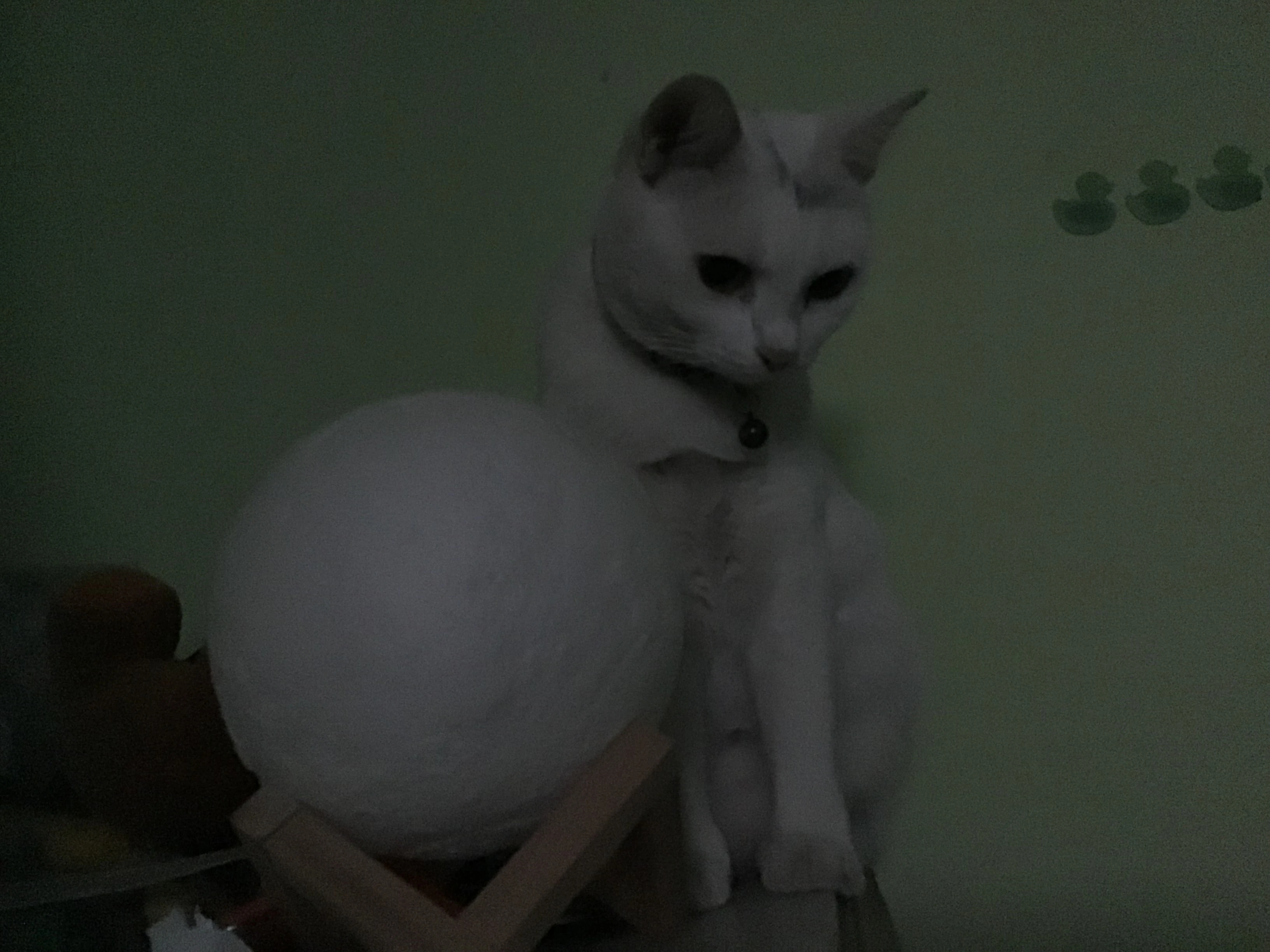 More pictures of my creature | Fandom