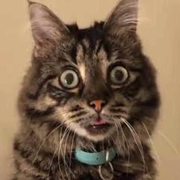 Why does bobette's hurt face look like ivar the blind cat | Fandom